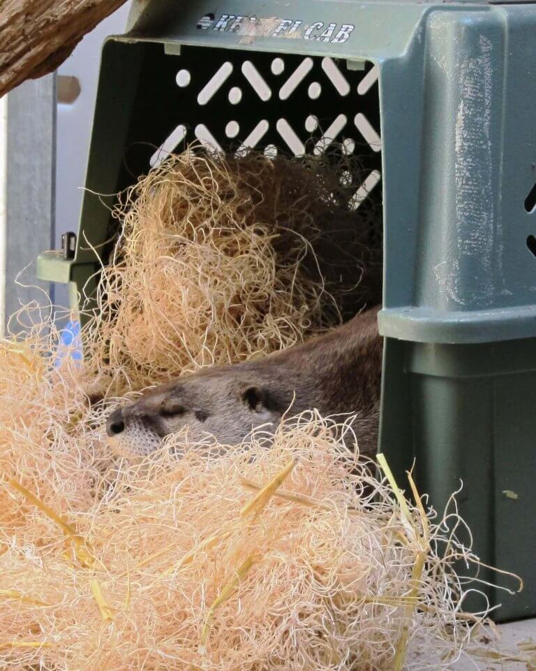 Wood Excelsior – A Perfect Nest for Otters and Other Gifts ...